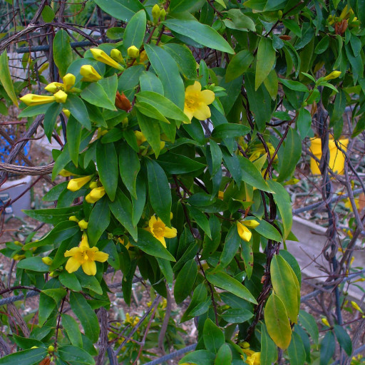 Carolina-Jasmine (Gelsemium Sempervirens) Plant Care & How to Grow, Water