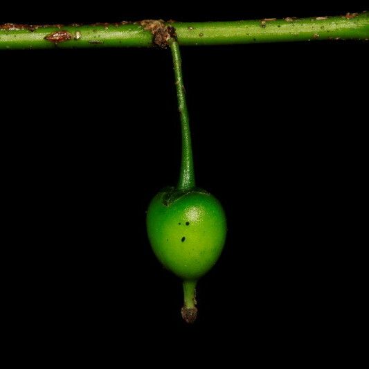 Geniostoma Novae-caledoniae Plant Care & How to Grow, Water