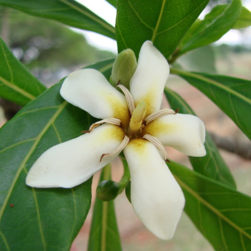 Genip (Genipa Americana) Plant Care & How to Grow, Water