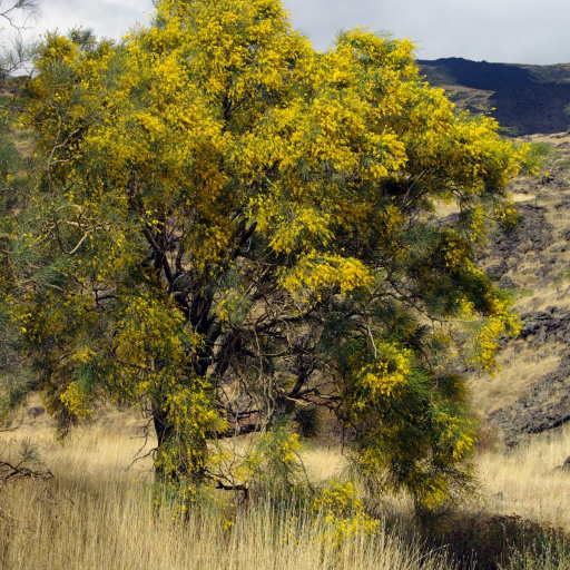 Mt. Etna Broom (Genista Aetnensis) Plant Care & How to Grow, Water
