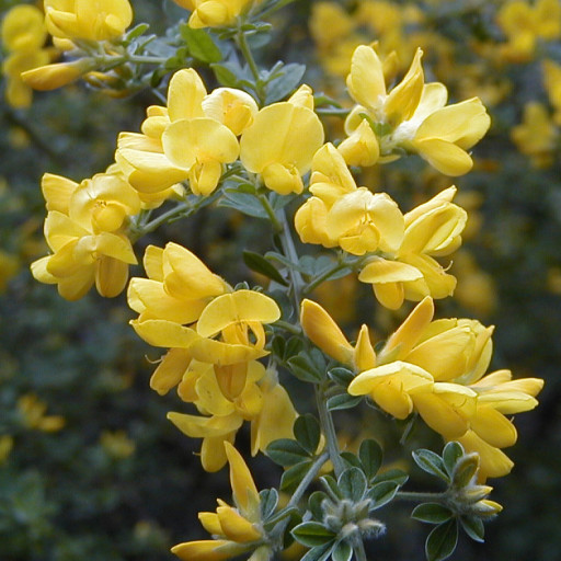 Canary Island Broom (Genista Canariensis) Plant Care & How to Grow, Water