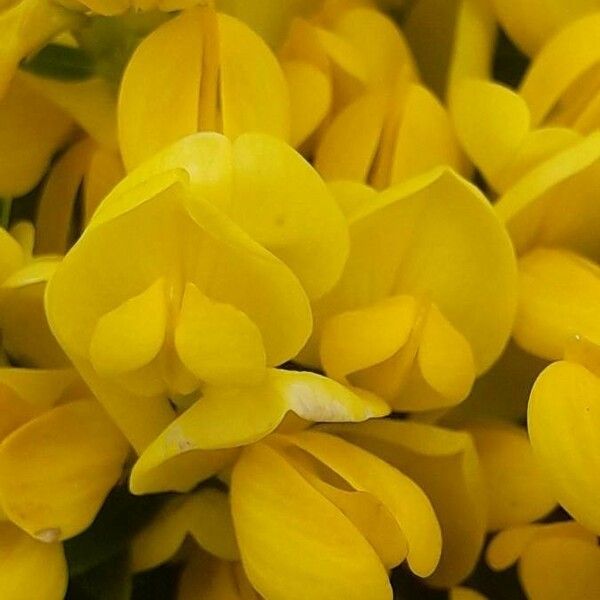 Genista Carinalis Plant Care & How to Grow, Water