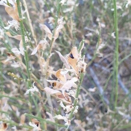 Ash-Coloured Broom (Genista Cinerea) Plant Care & How to Grow, Water