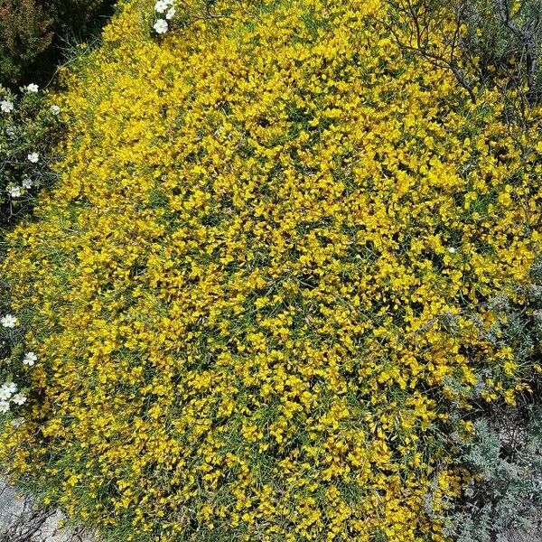 Sardinian Broom (Genista Desoleana) Plant Care & How to Grow, Water