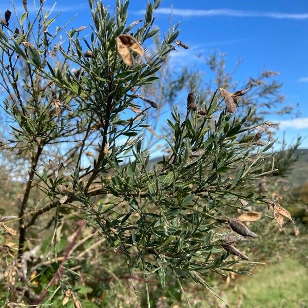 Floriferous Greenweed (Genista Florida) Care Guide: Water, Soil ...