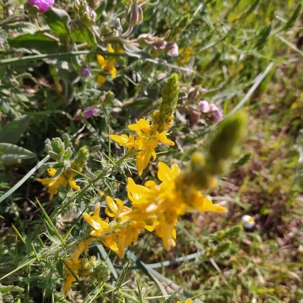 Green Broom (Genista Hirsuta) Plant Care & How to Grow, Water