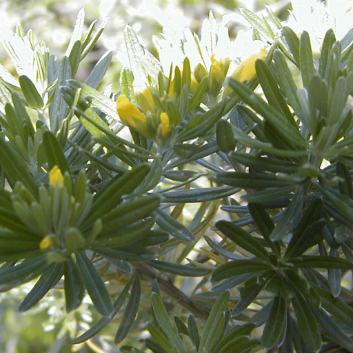 Needle-Leaf Broom (Genista Linifolia) Plant Care & How to Grow, Water