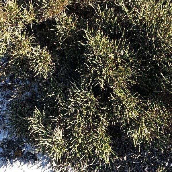 Lobel's Woadwaxen (Genista Lobelii) Care Guide: Water, Soil ...