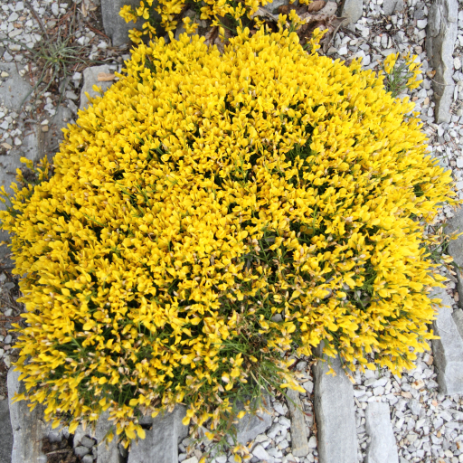 Lydia Broom (Genista Lydia) Plant Care & How to Grow, Water