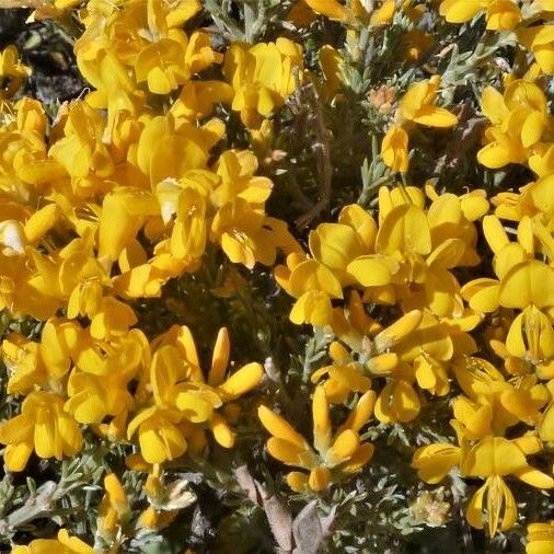 Genista Microphylla Plant Care & How to Grow, Water