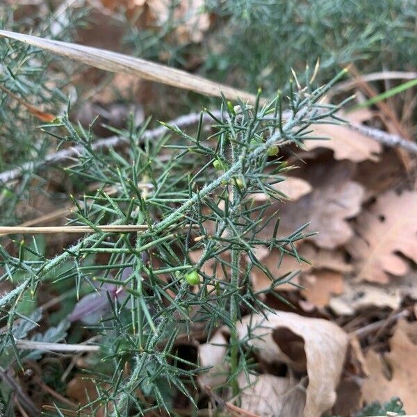 Genista Provincialis Plant Care & How to Grow, Water