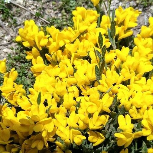 Genista Pulchella Plant Care & How to Grow, Water
