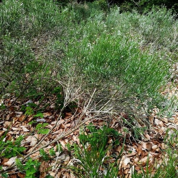 Southern Greenweed (Genista Radiata) Plant Care & How to Grow, Water