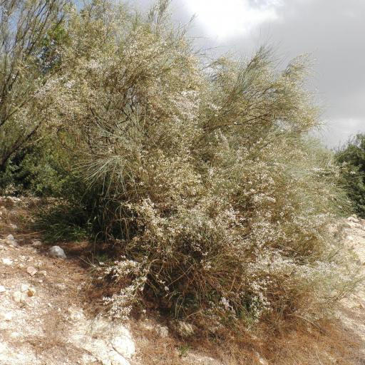 White Weeping Broom (Genista Raetam) Care Guide: Water, Soil ...