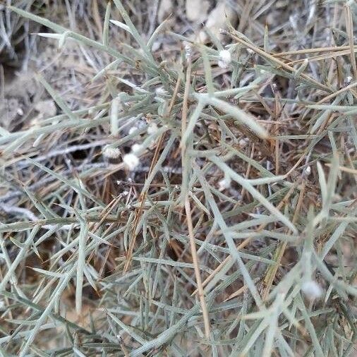 Scorpion Broom (Genista Scorpius) Plant Care & How to Grow, Water