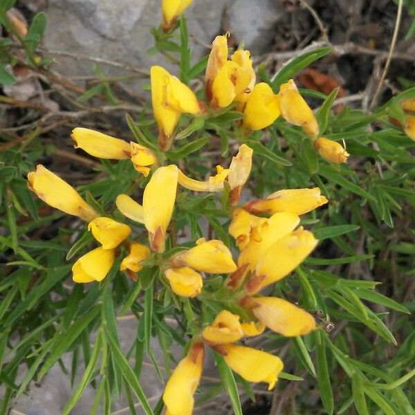 Silky Broom (Genista Sericea) Plant Care & How to Grow, Water