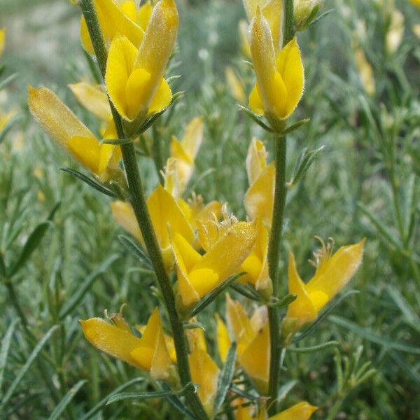 Genista Sessilifolia Plant Care & How to Grow, Water