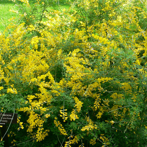 Leafy Broom (Genista Stenopetala) Plant Care & How to Grow, Water