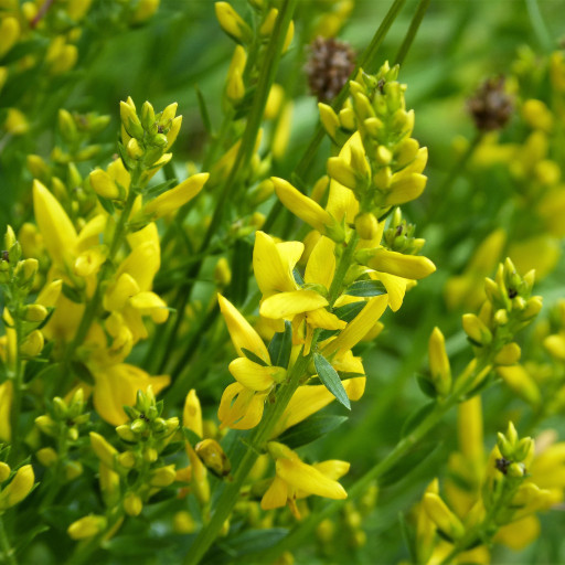 Dyer's Broom (Genista Tinctoria) Plant Care & How to Grow, Water