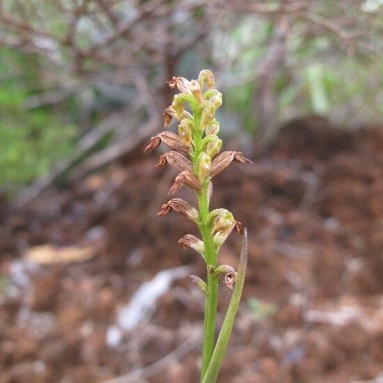 Genoplesium Calopterum Care Guide: Water, Soil & Propagation - Plantiary