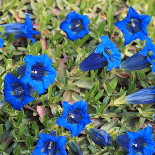 Stemless Gentian (Gentiana Acaulis) Care Guide: Water, Soil ...
