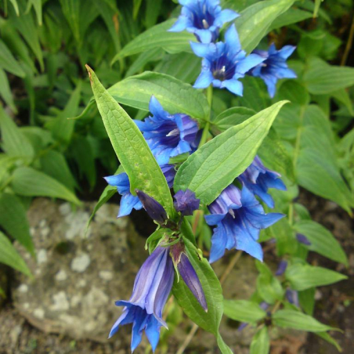 Willow Gentian (Gentiana Asclepiadea) Plant Care & How to Grow, Water