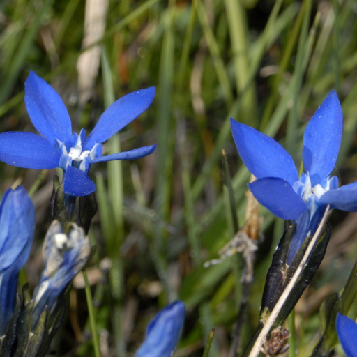 Bavarian Gentian (Gentiana Bavarica) Plant Care & How to Grow, Water