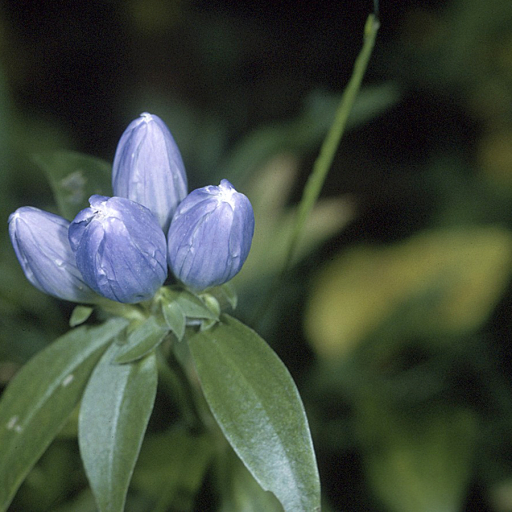 Bottle Gentian (Gentiana Clausa) Plant Care & How to Grow, Water