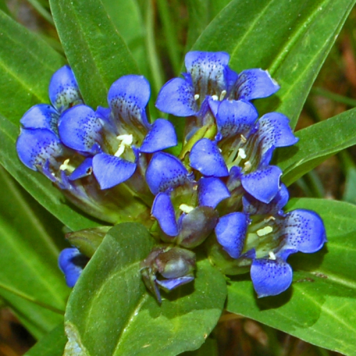 Star Gentian (Gentiana Cruciata) Plant Care & How to Grow, Water
