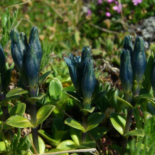 Pale Gentian (Gentiana Glauca) Plant Care & How to Grow, Water