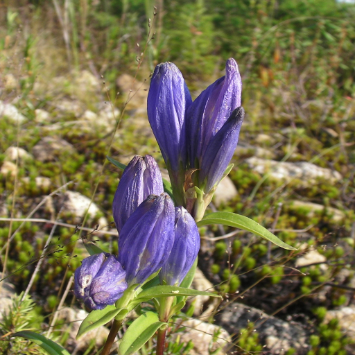 Narrowleaf Gentian (Gentiana Linearis) Plant Care & How to Grow, Water
