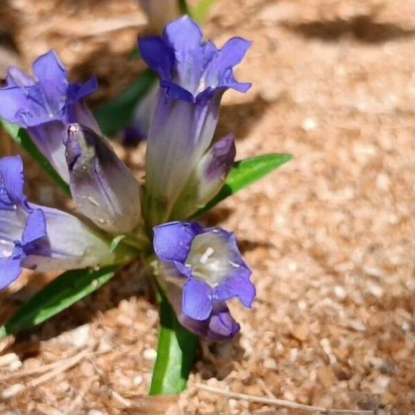Large-Leaf Gentian (Gentiana Macrophylla) Plant Care & How to Grow, Water