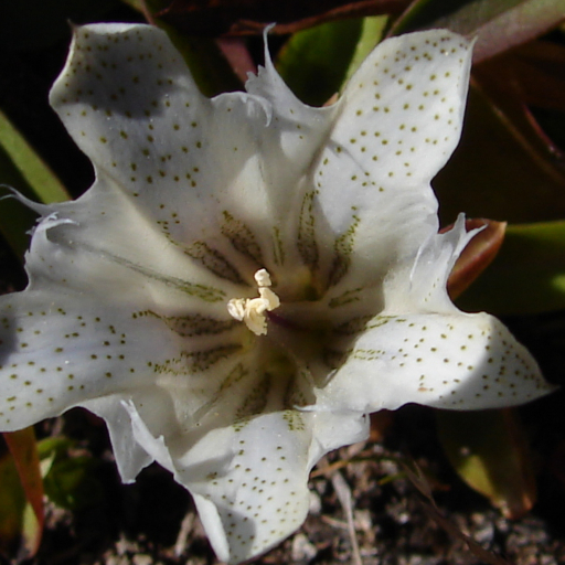 Alpine Gentian (Gentiana Newberryi) Plant Care & How to Grow, Water