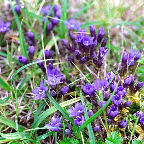Alpine-Snowbed Gentian (Gentiana Nipponica) Care Guide: Water, Soil ...