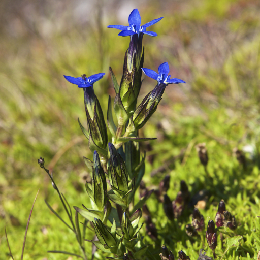 Alpine Gentian (Gentiana Nivalis) Plant Care & How to Grow, Water