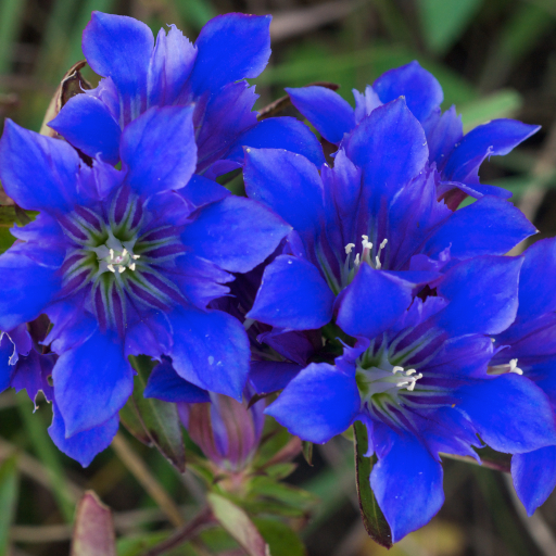 Downy Gentian (Gentiana Puberulenta) Plant Care & How to Grow, Water