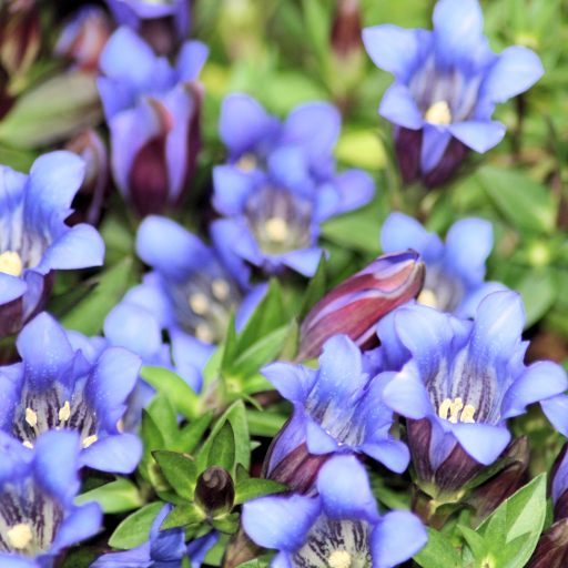 Scabrous Gentian (Gentiana Scabra) Plant Care & How to Grow, Water