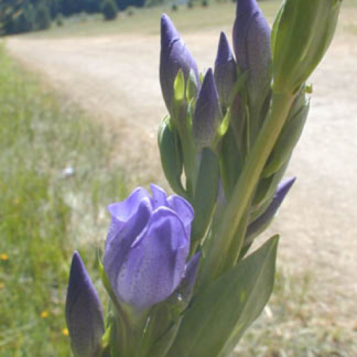 King's-Scepter Gentian (Gentiana Sceptrum) Plant Care & How to Grow, Water