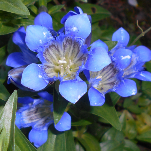 Summer Gentian (Gentiana Septemfida) Plant Care & How to Grow, Water