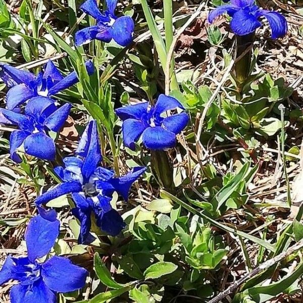 Short-Leaved Gentian (Gentiana Sierrae) Care Guide: Water, Soil ...