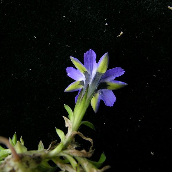 Gentiana Stellata Care Guide: Water, Soil & Propagation - Plantiary