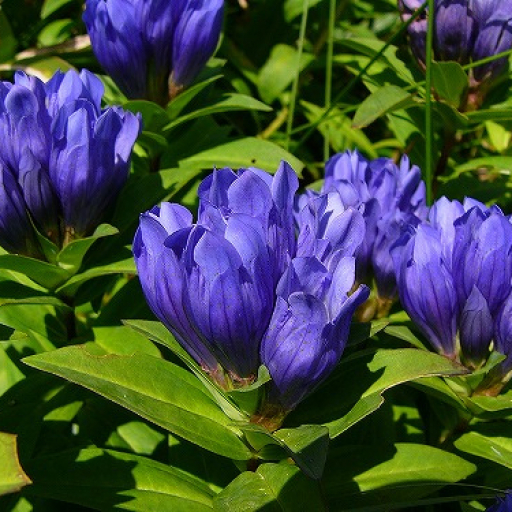 Three-flower Gentian (Gentiana Triflora) Plant Care & How to Grow, Water