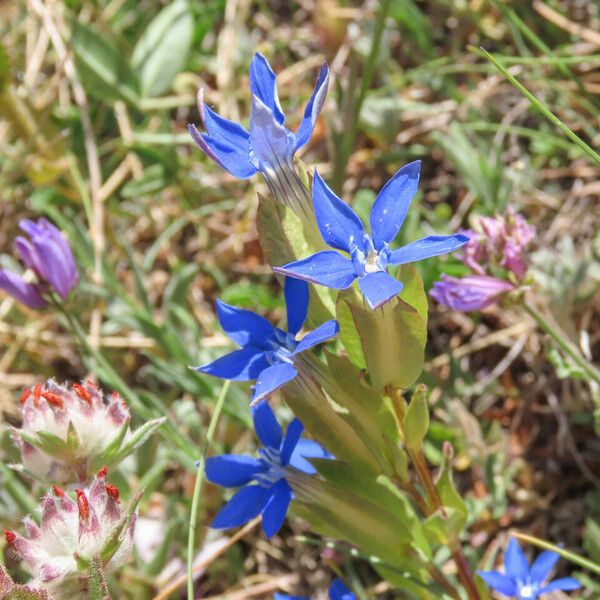 Bladder Gentian (Gentiana Utriculosa) Plant Care & How to Grow, Water