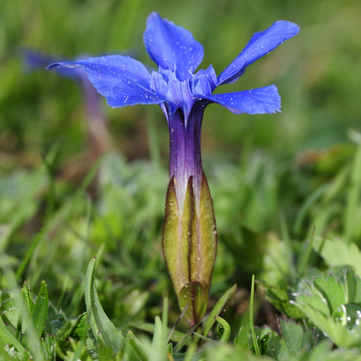 Spring Gentian (Gentiana Verna) Plant Care & How to Grow, Water