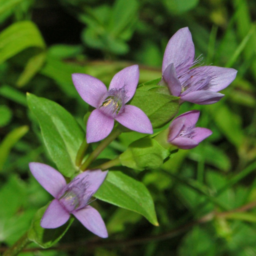 Field Gentian (Gentianella Campestris) Plant Care & How to Grow, Water