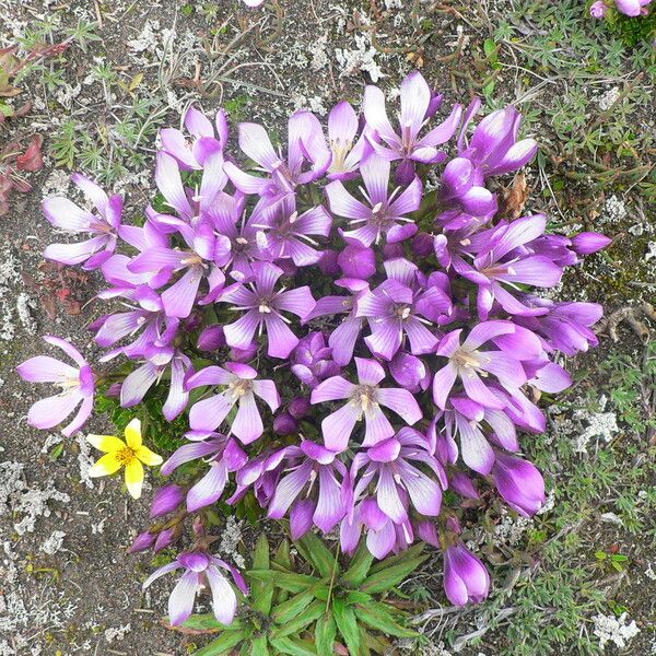 Cat's Claw Creeper (Dolichandra Unguis-cati) Plant Care & How to Grow ...