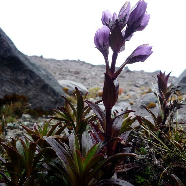 Gentianella Foliosa Plant Care & How to Grow, Water