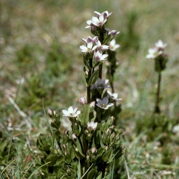 Felwort (Gentianella Magellanica) Care Guide: Water, Soil & Propagation ...