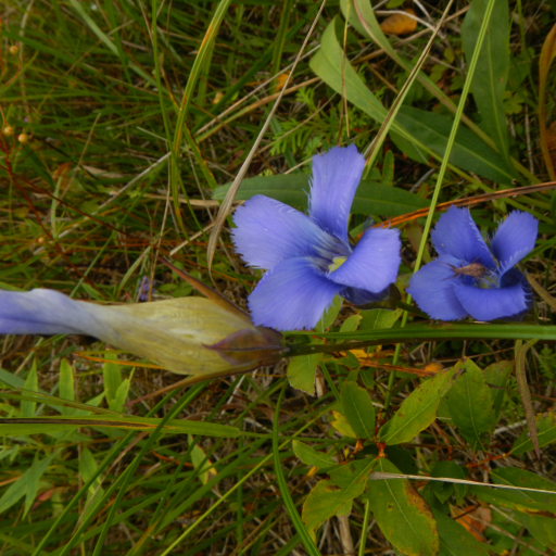 Lesser Fringed Gentian (Gentianopsis Virgata) Plant Care & How to Grow ...