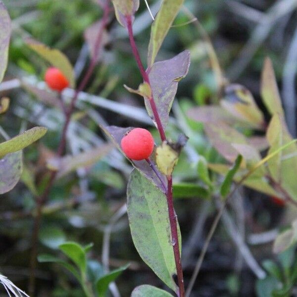 Northern Comandra (Geocaulon Lividum) Plant Care & How to Grow, Water
